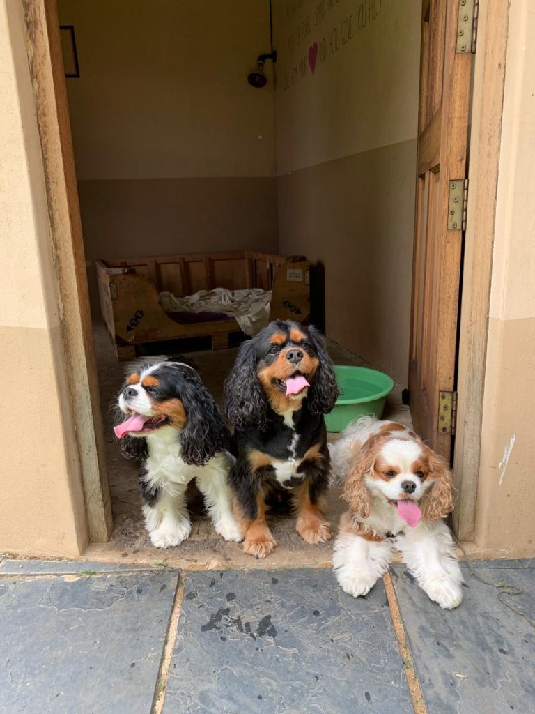 Services - Dawson Lodge Kennels